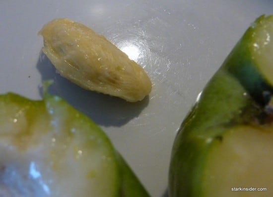 'Please no squeeze' white sapote | Stark Insider
