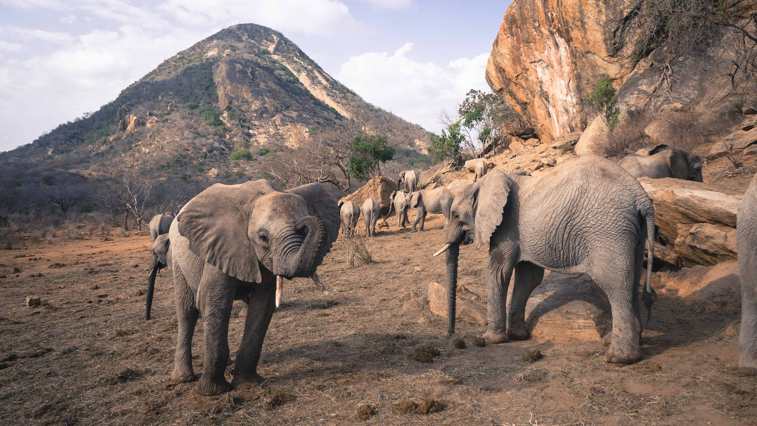 Kristin Davis on elephant crisis, new documentary - Mill Valley Film ...